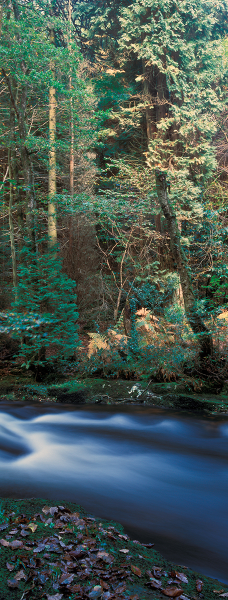 Rivers & Woodland Archives - Tony Cobley